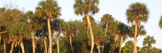 » CEU Course: Florida Native Palms | Florida Association of Native ...