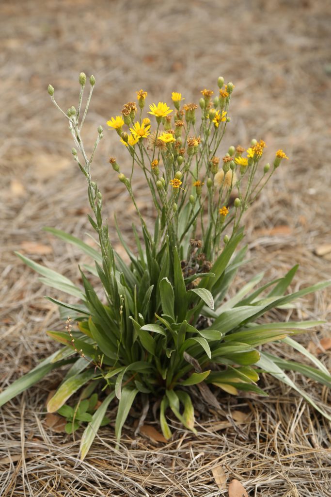 » New UF IFAS EDIS document on the Pityopsis genus | Florida ...